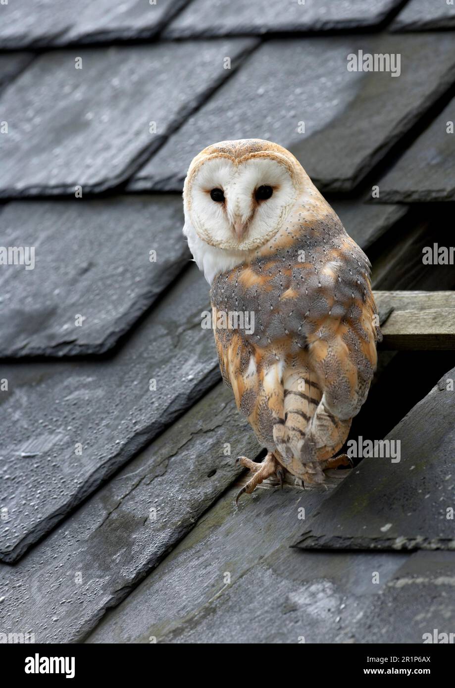 Common barn owl (Tyto alba) adult, sitting on a gap in the barn roof ...