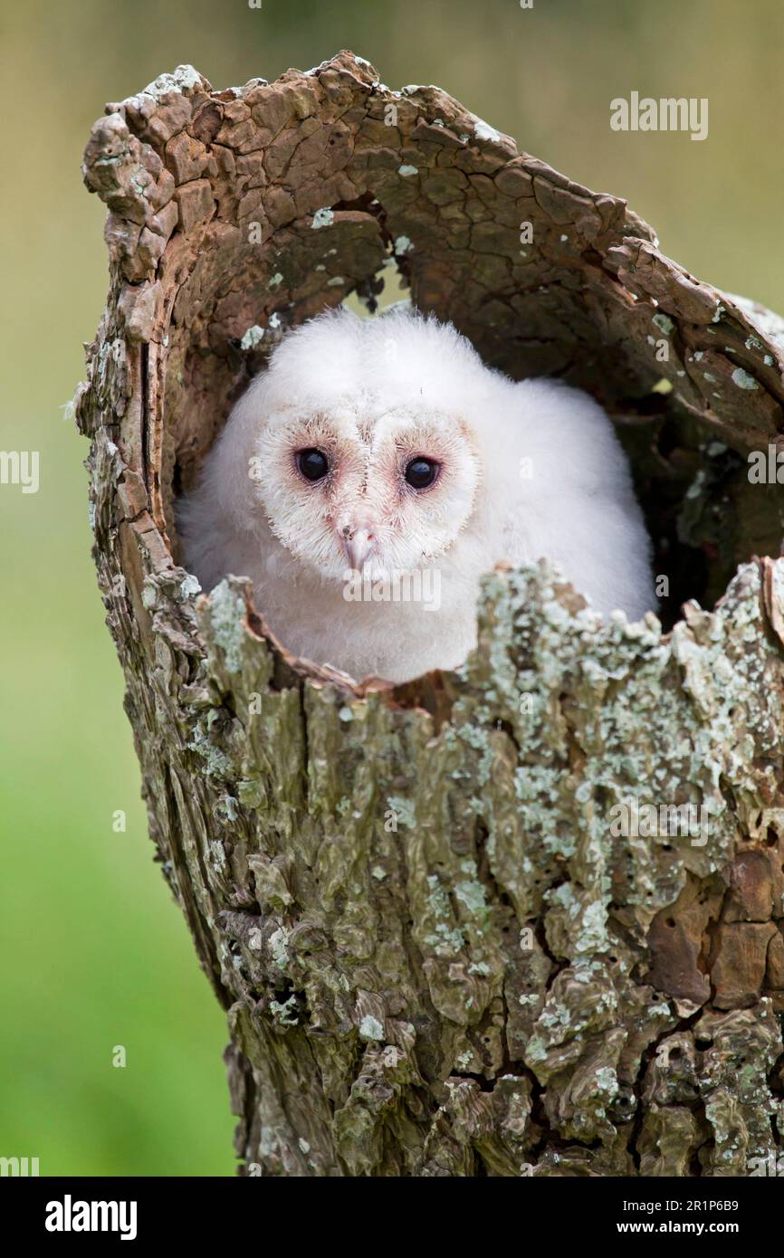 Barn Owl, common barn owls (Tyto alba), Owls, Animals, Birds, Barn Owl chick, perched in hollow ...