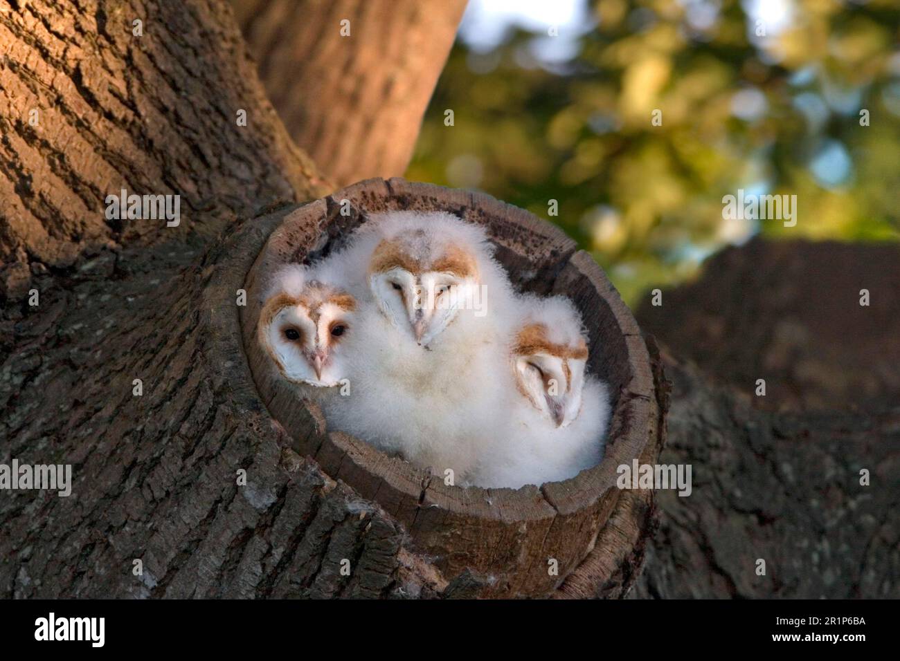 Barn owl nesting in tree stump hi-res stock photography and images - Alamy