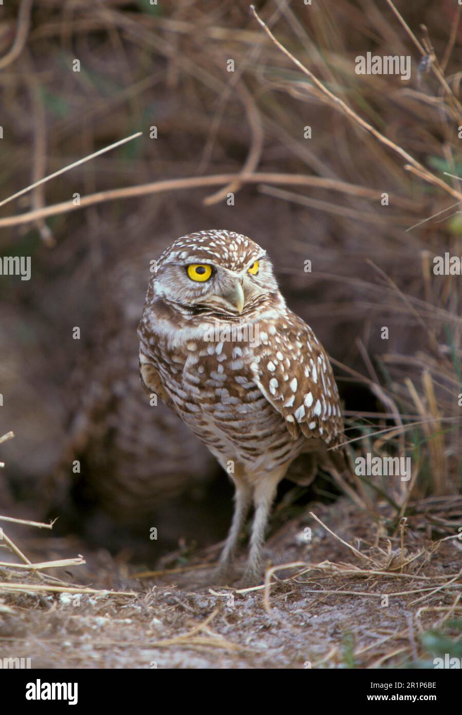 Burrowing Owl, burrowing owl Burrowing Owl, Burrowing Owls (Athene ...