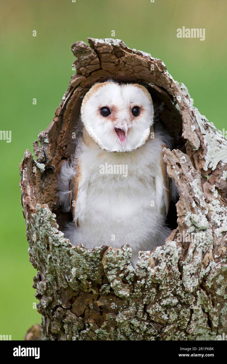 Barn Owl, common barn owls (Tyto alba), Owls, Animals, Birds, Barn Owl chick, calling, perched ...