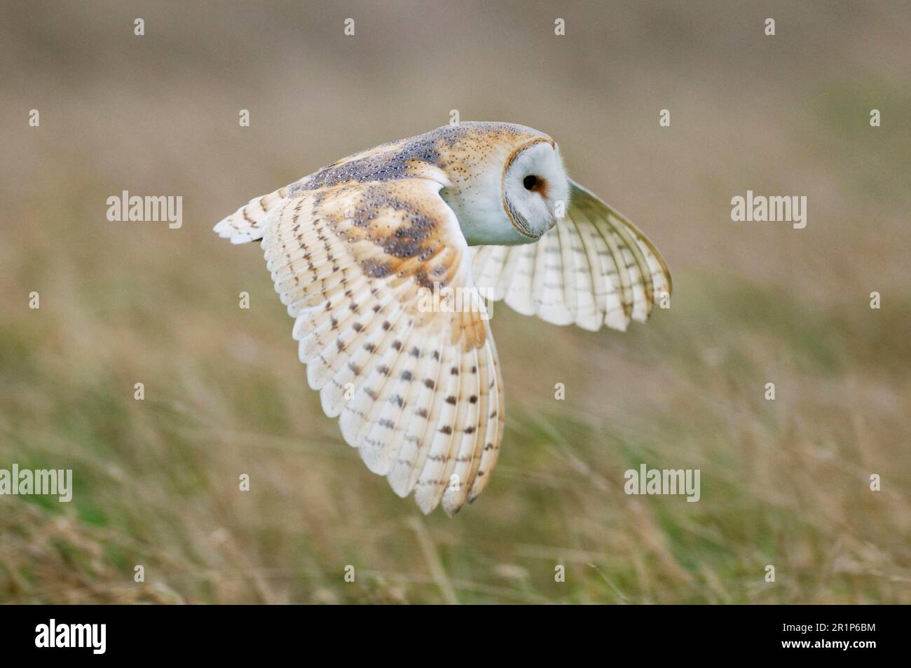 Barn owl isle of sheppey in kent hi-res stock photography and images ...