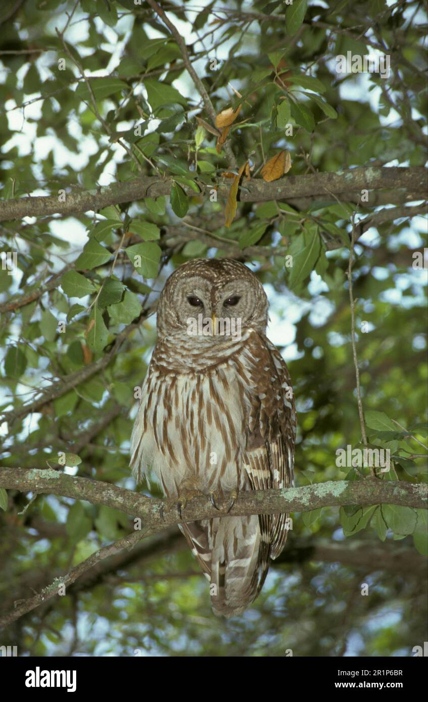 Barred Owl, barred owls (Strix varia), Owls, Animals, Birds, Owls ...