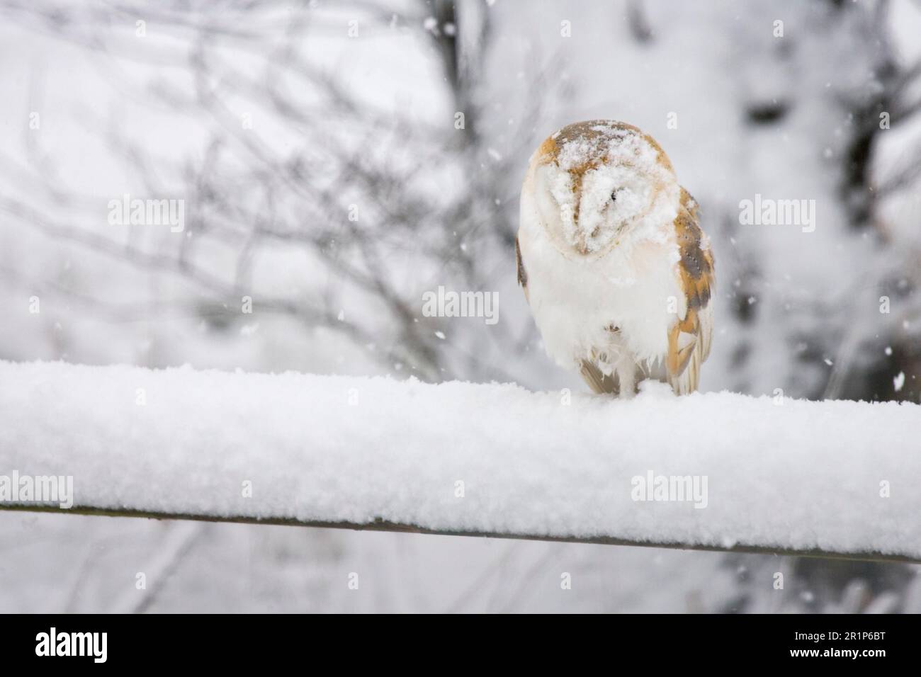 Farm animals house barn hi-res stock photography and images - Alamy