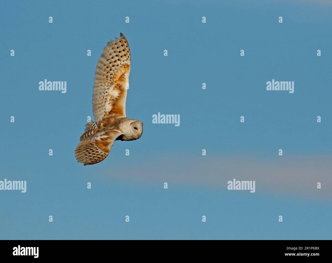 Barn Owl, common barn owls (Tyto alba), Owls, Animals, Birds, Barn Owl ...