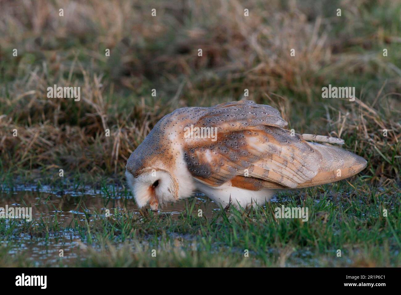 Common barn owl (Tyto alba) adult, drinking from small pond in grassland, Leicestershire ...