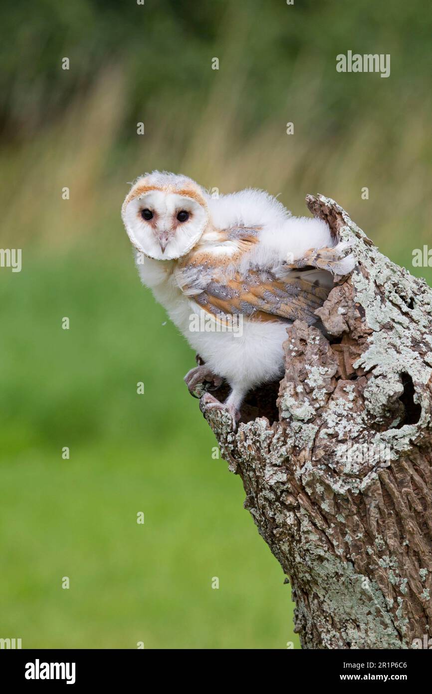 Barn Owl, common barn owls (Tyto alba), Owls, Animals, Birds, Barn Owl chick, perched in hollow ...