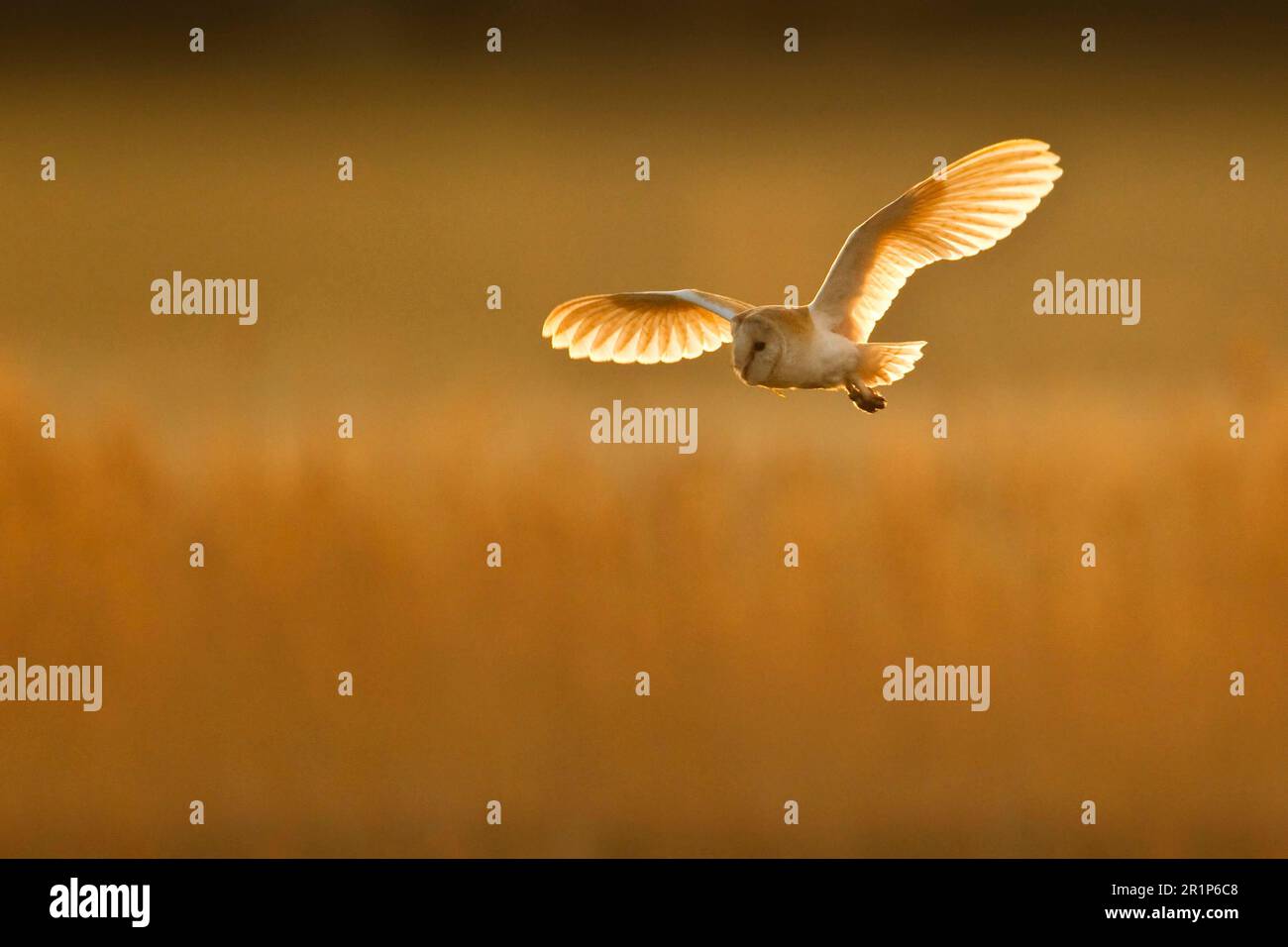 Common barn owl (Tyto alba) adult, in flight, hunting over reeds at ...