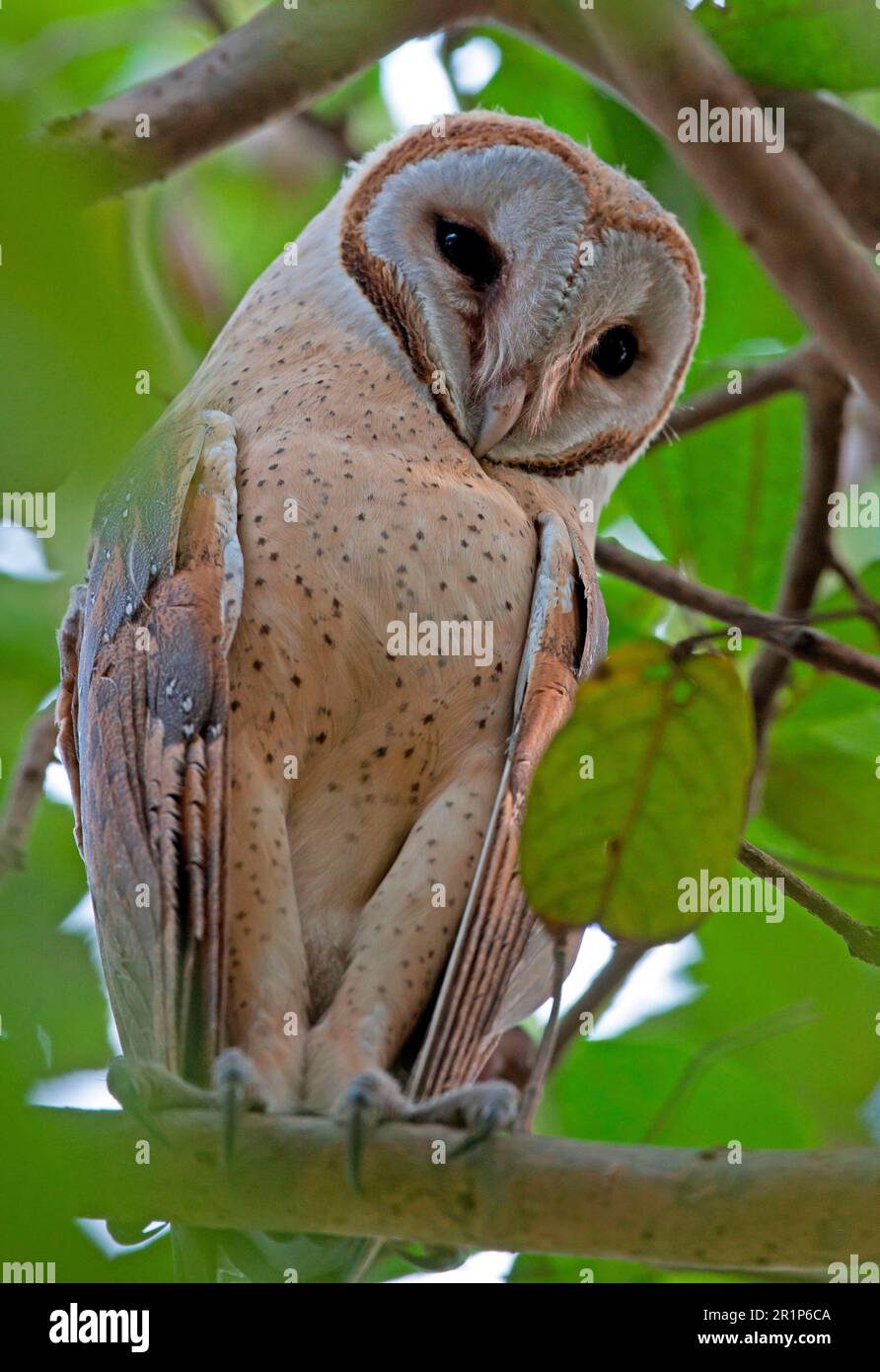 Barn Owl (Tyto alba stertens) adult, perched on branch, Guwahati, Assam ...