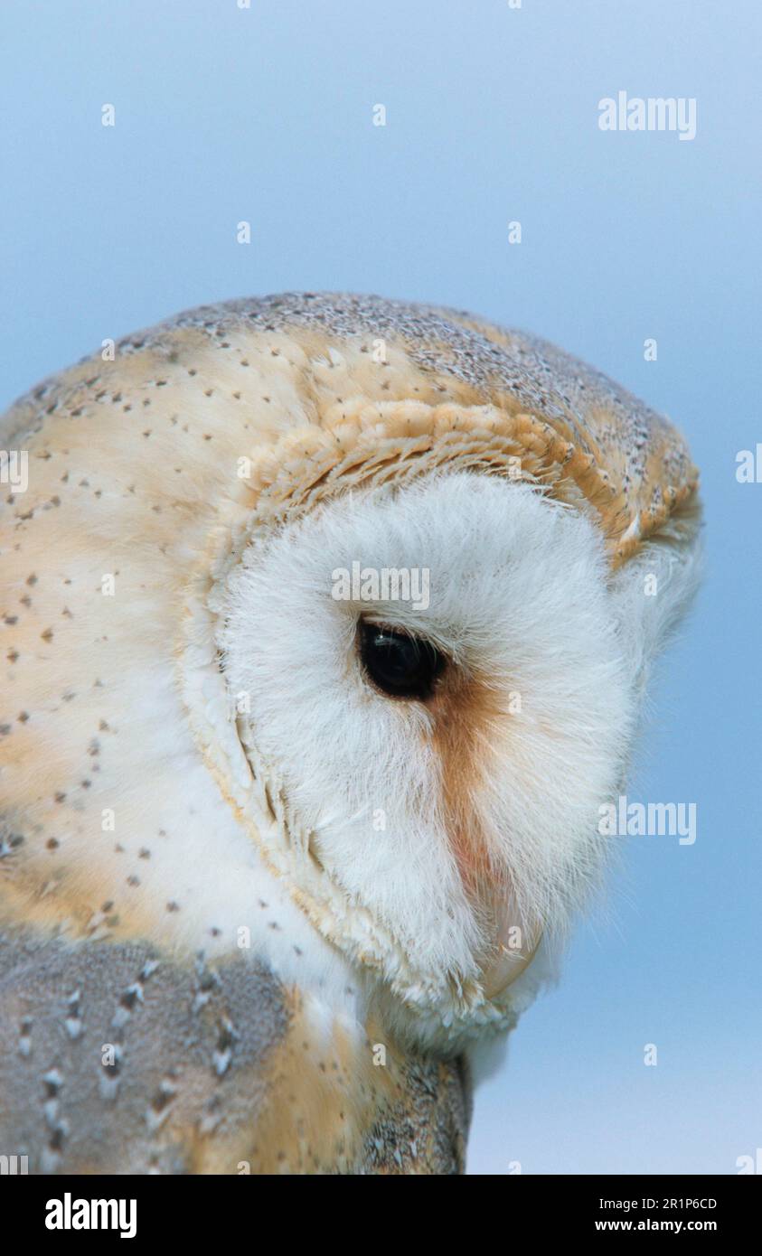 Barn Owl, common barn owls (Tyto alba), Owls, Animals, Birds, Barn Owl ...