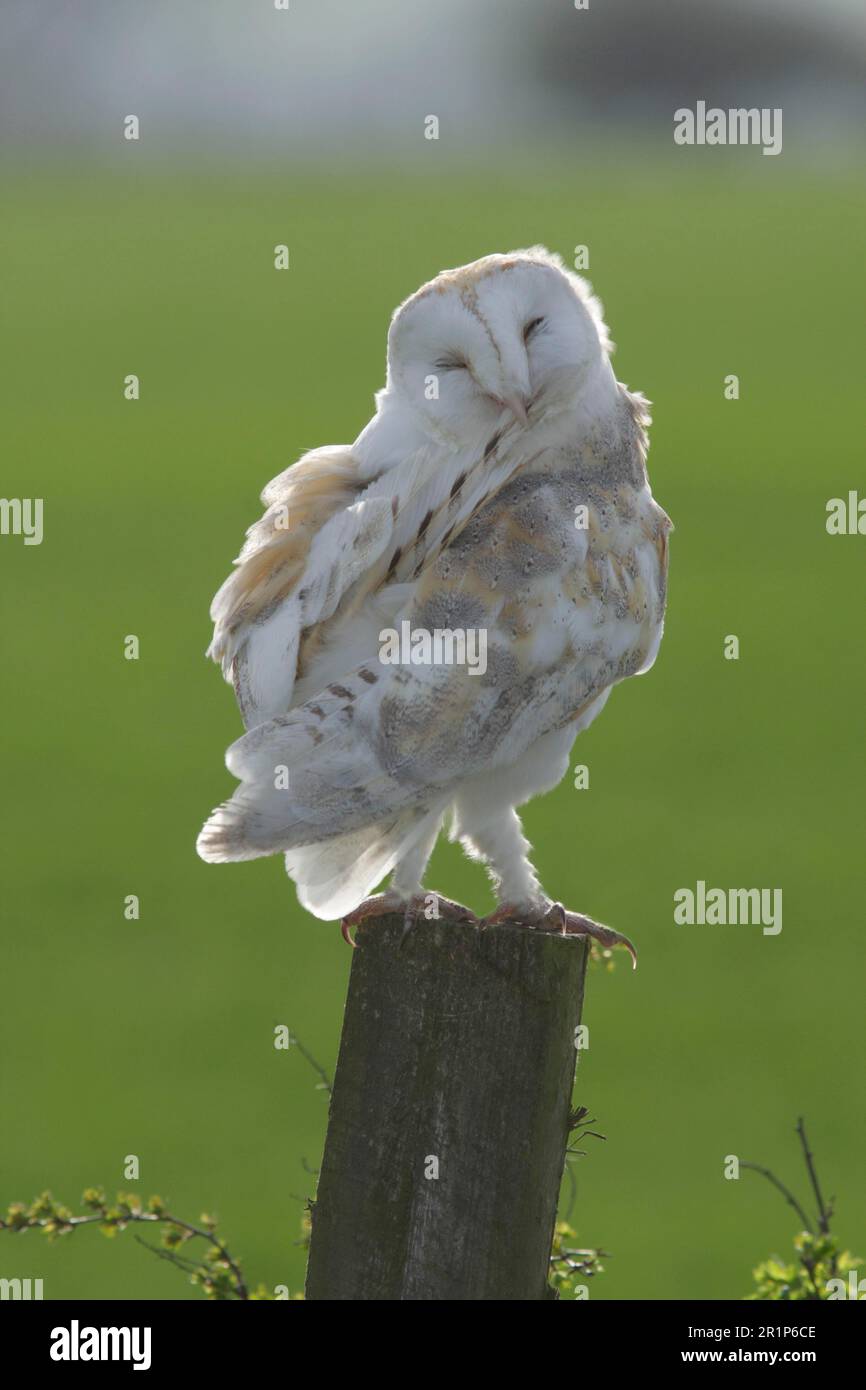 Common barn owl (Tyto alba), adult male, magnificent looking, standing ...