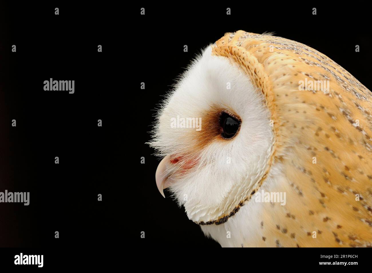 Barn Owl, common barn owls (Tyto alba), Owls, Animals, Birds, Barn Owl ...