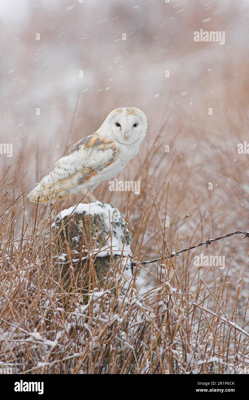 Barn Owl (Tyto alba) adult on lookout, on post in snow fall, Borders ...