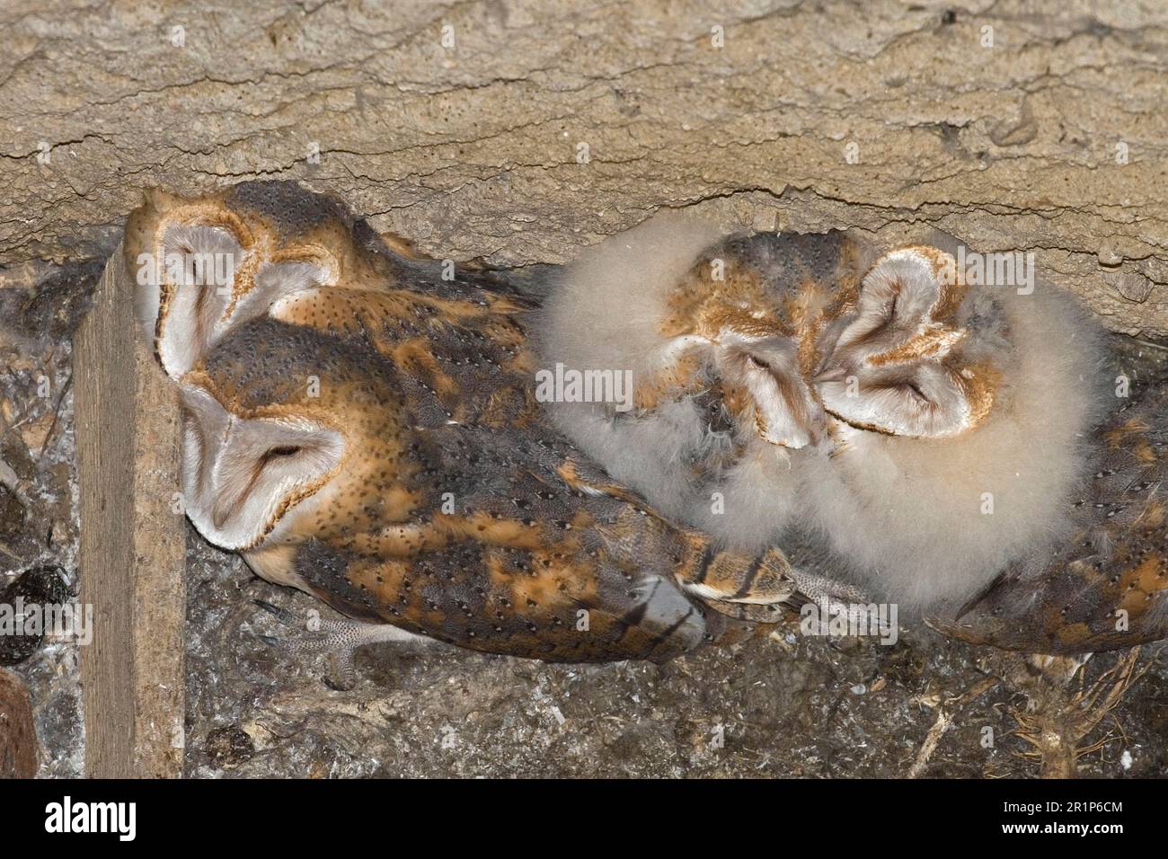 Common barn owl (Tyto alba) four chicks of different ages in the nest ...