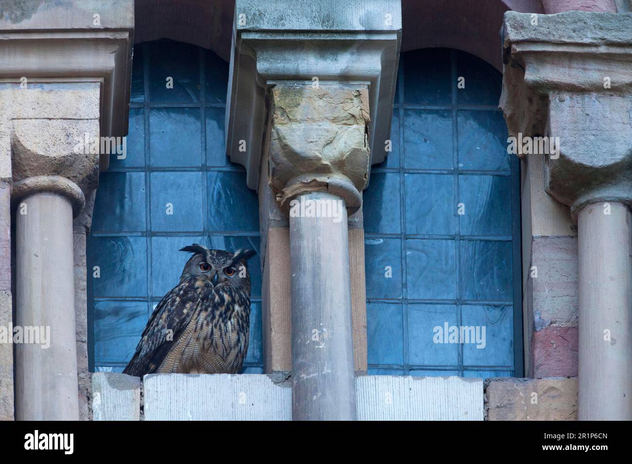 Eurasian eagle-owl (Bubo bubo), European owls, owls, animals, birds ...
