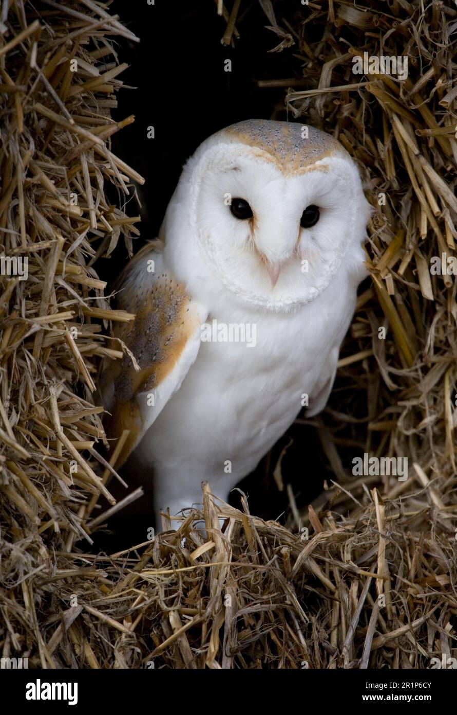 Common barn owl (Tyto alba) adult, standing on straw bale, Gloucestershire, England, February ...