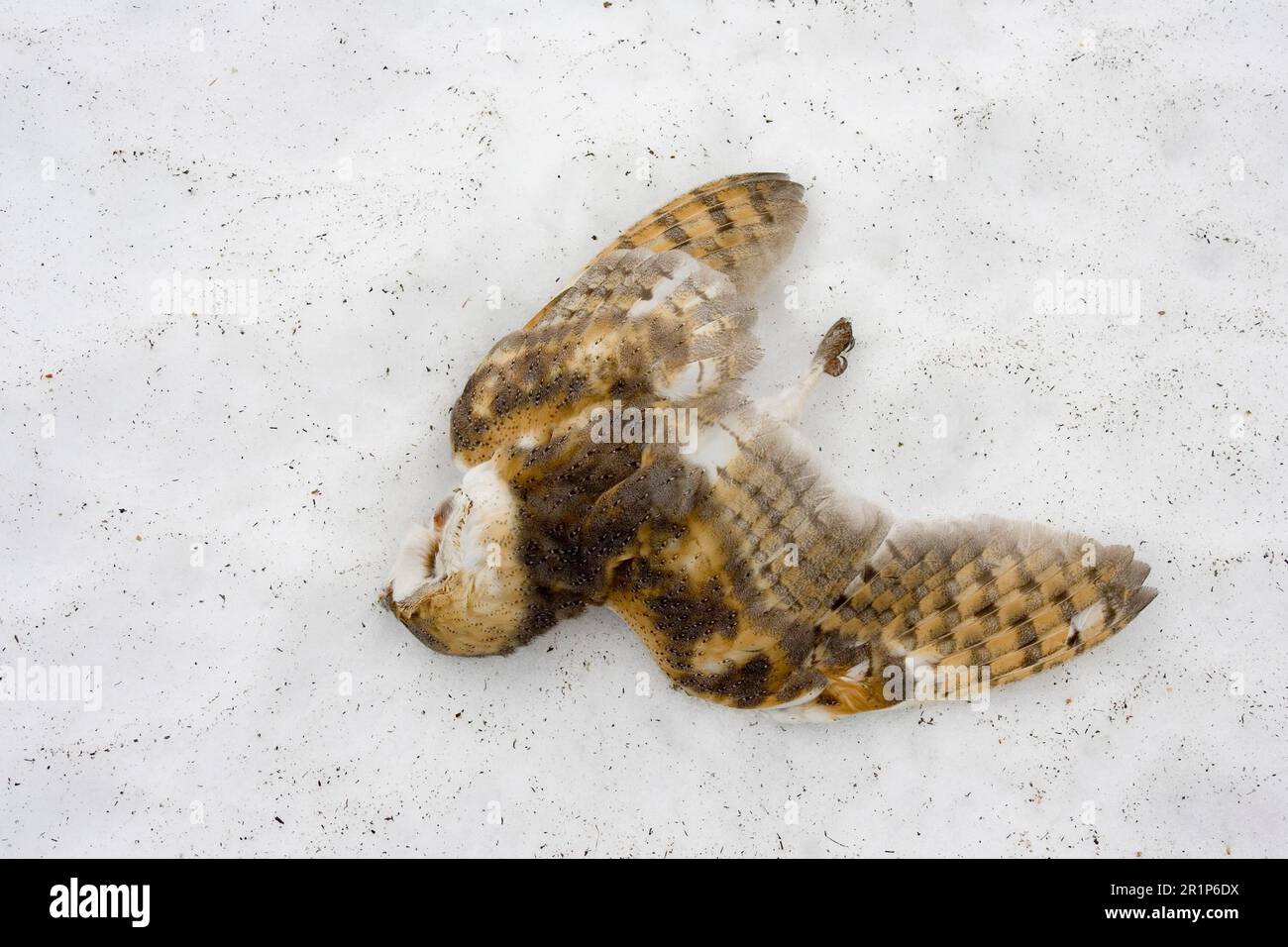 Barn Owl, common barn owls (Tyto alba), Owls, Animals, Birds, Barn Owl ...