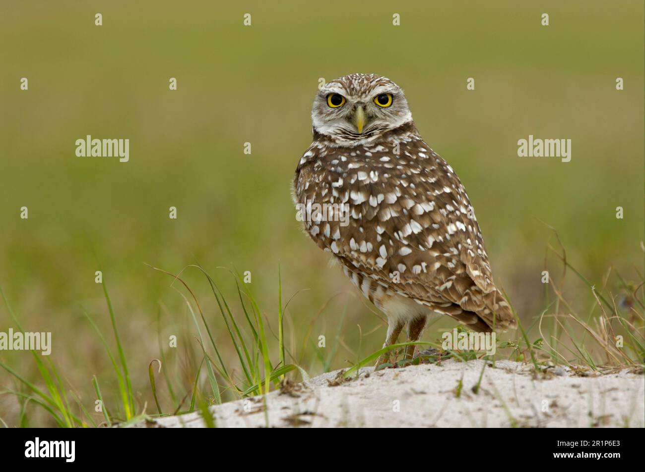 Burrowing Owl (Speotyto cunicularia) adult, head turned, standing on ...