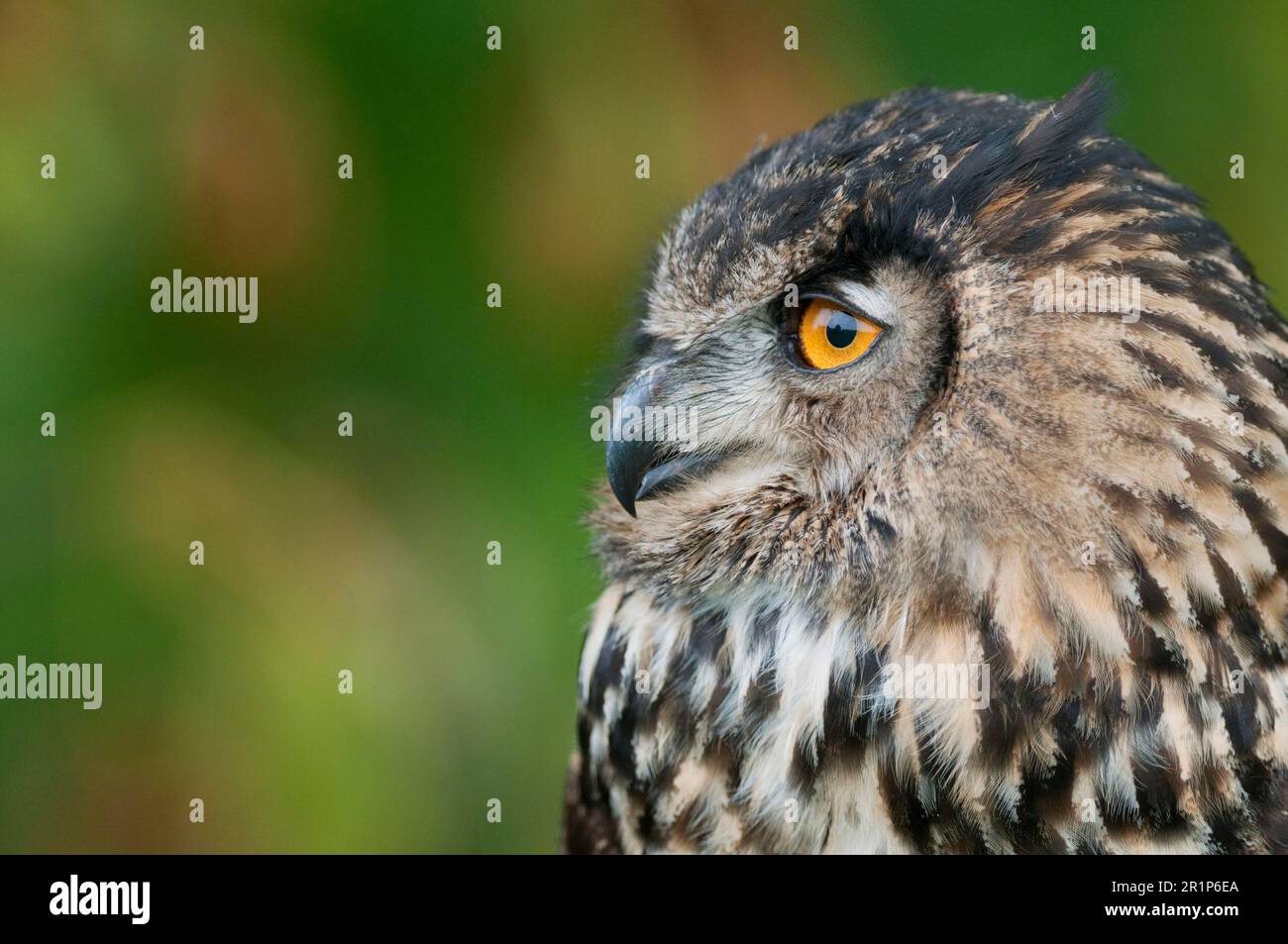 Eurasian eagle-owl (Bubo bubo), European owls, owls, animals, birds ...