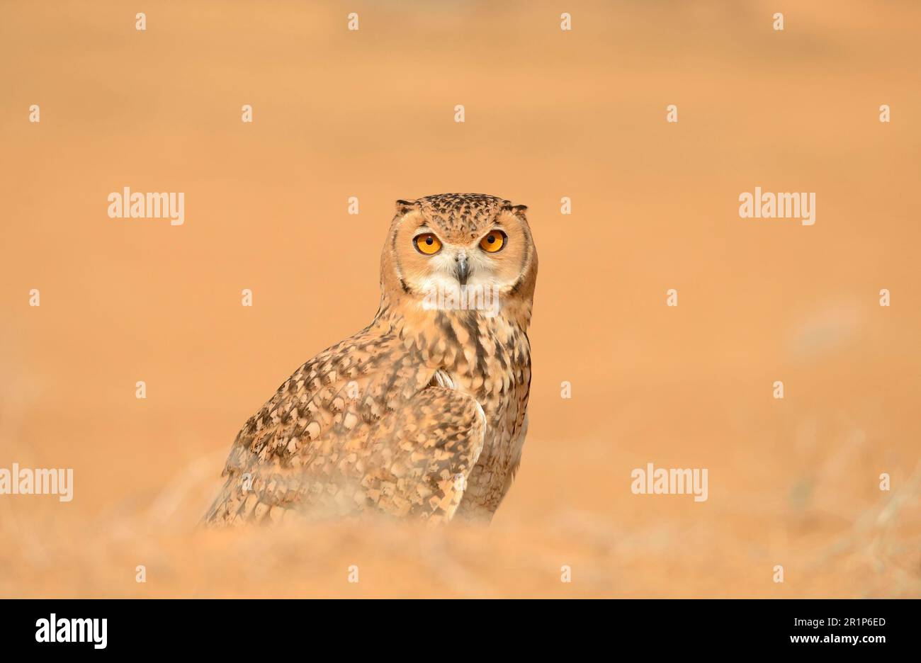 Pharaoh Eagle-owl (Bubo ascalaphus) adult, standing on sand, Dubai ...