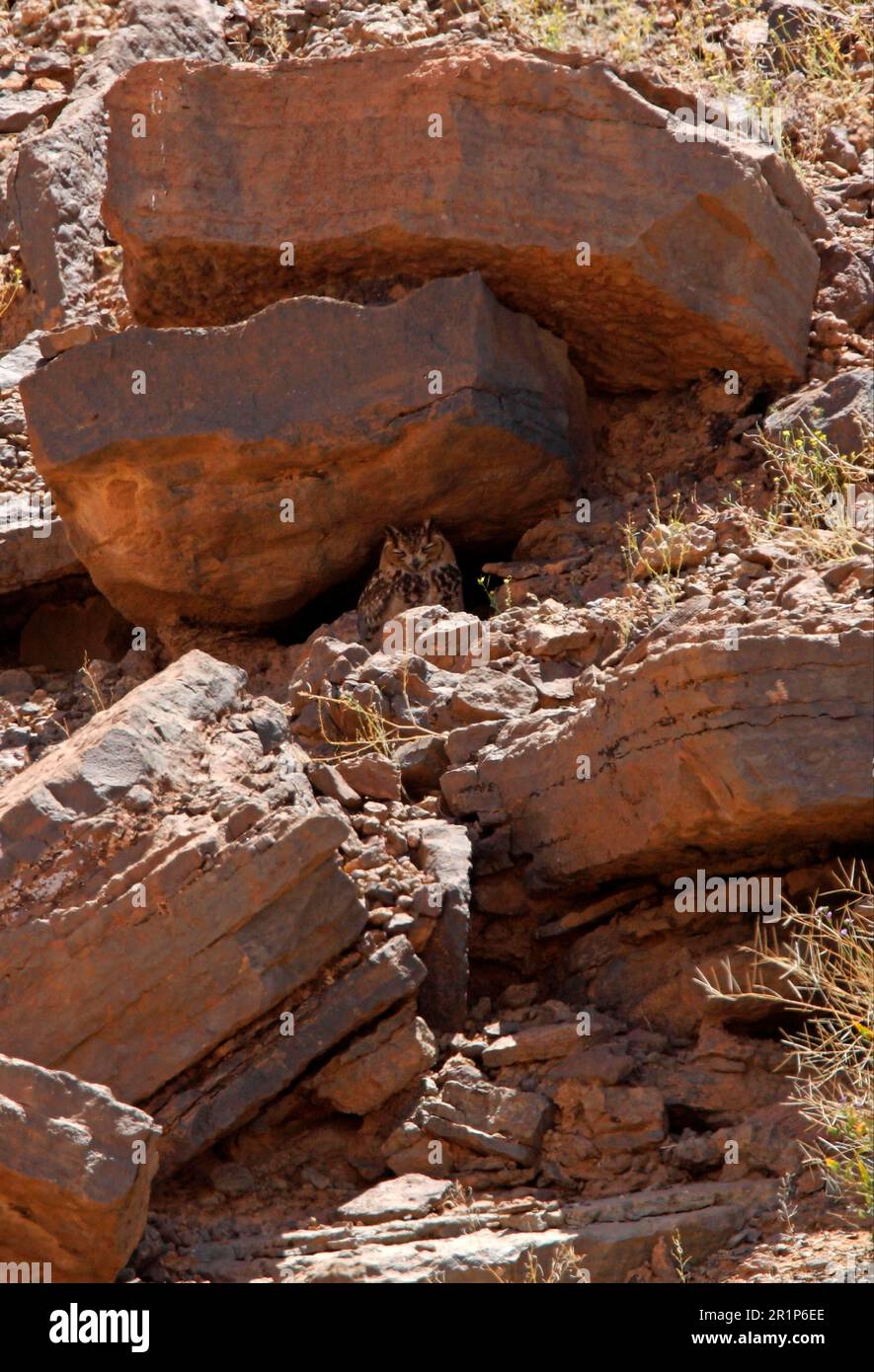 Pharaoh eagle owl bubo ascalaphus ascalaphus adult hi-res stock ...