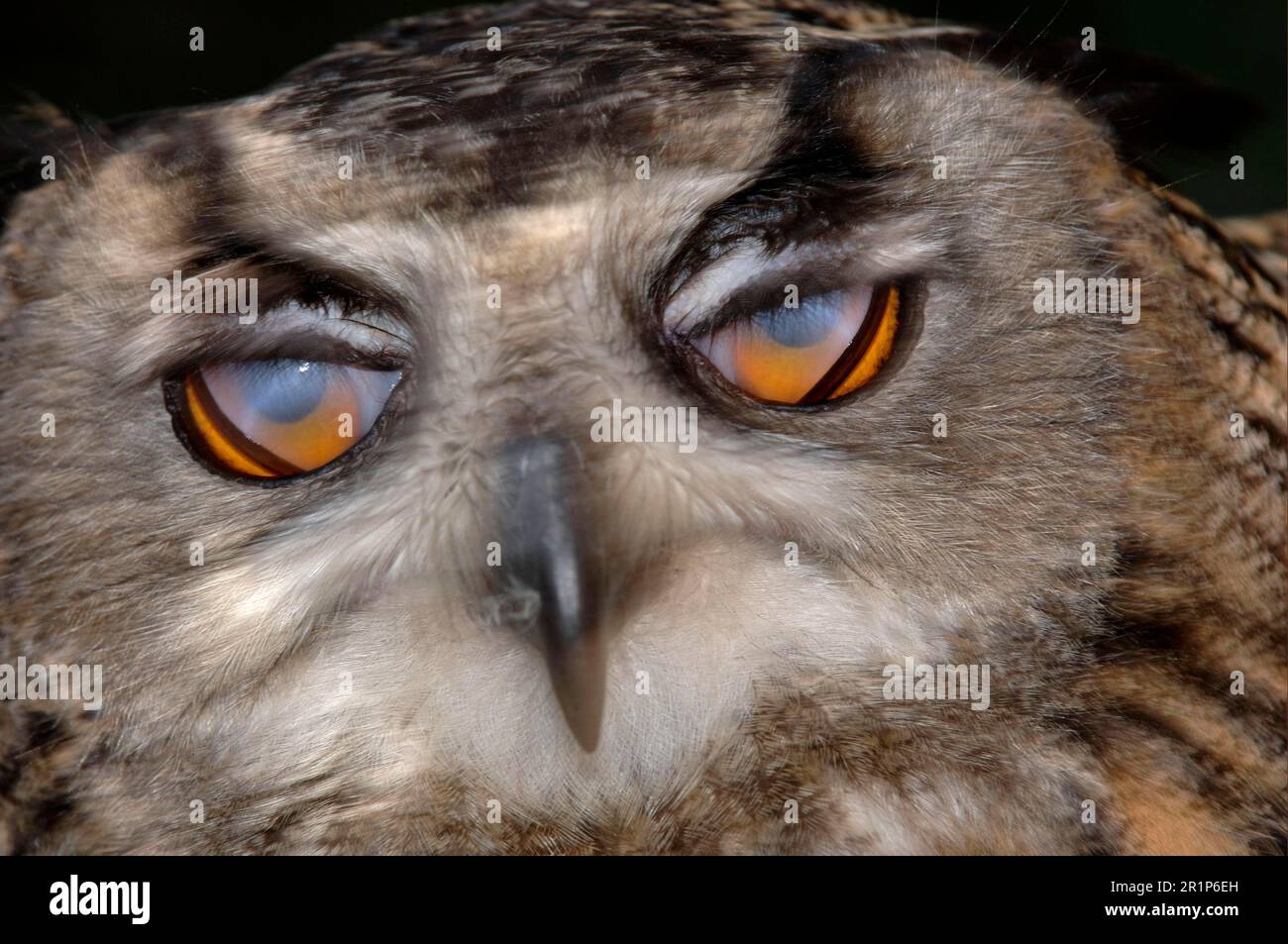 Eurasian eagle-owl (Bubo bubo), European owls, owls, animals, birds ...