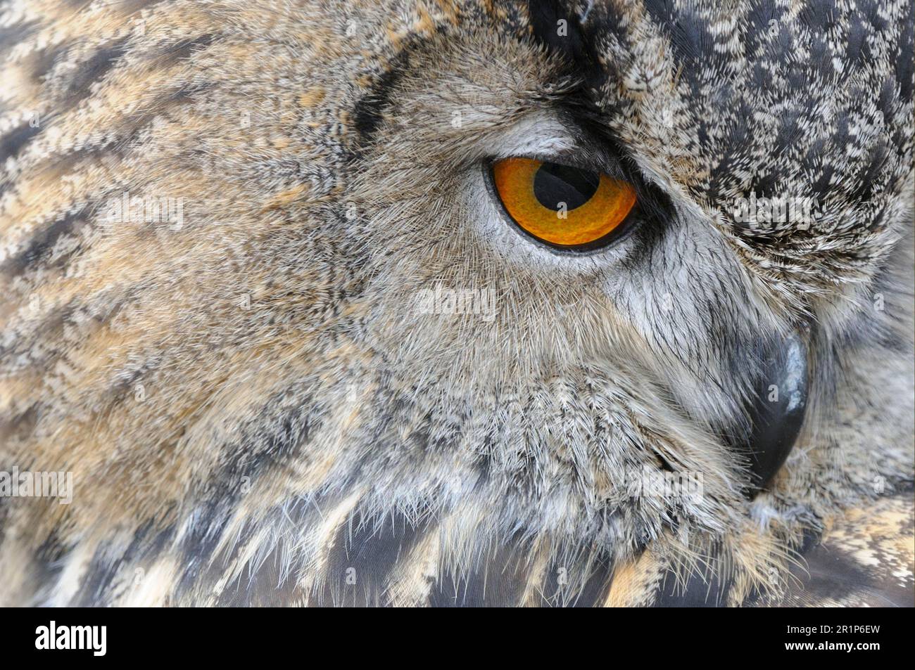 Eurasian eagle-owl (Bubo bubo), European owls, owls, animals, birds ...