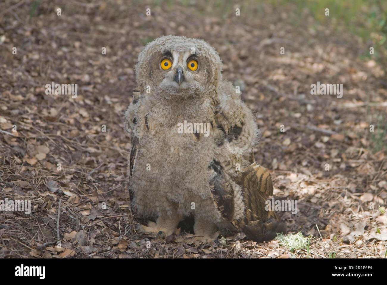 Eurasian eagle-owl (Bubo bubo), European owls, owls, animals, birds ...