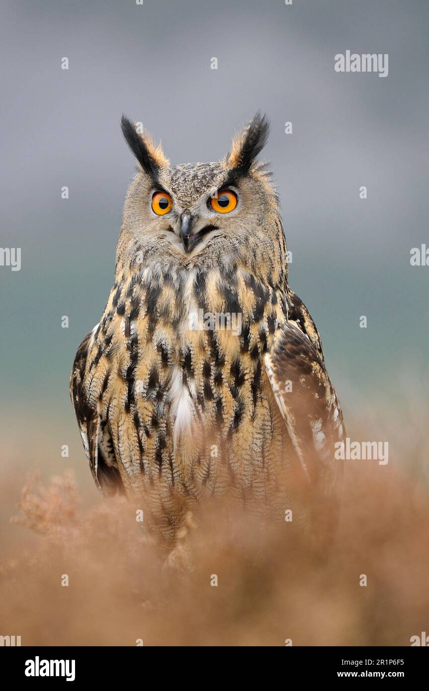 Eurasian eagle-owl (Bubo bubo), European owls, owls, animals, birds ...