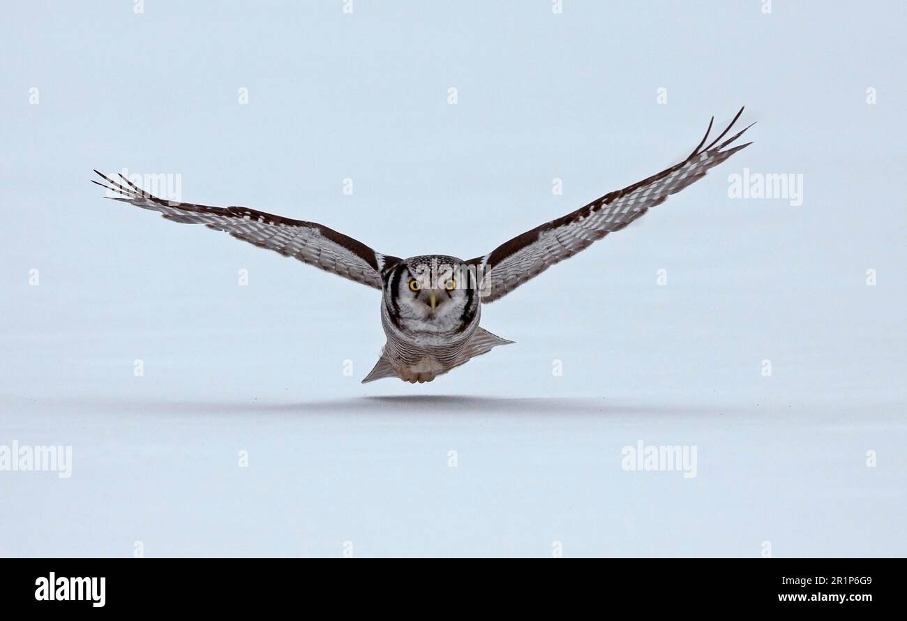 Northern Hawk Owl (Surnia ulula) adult, in flight, hunting low over ...