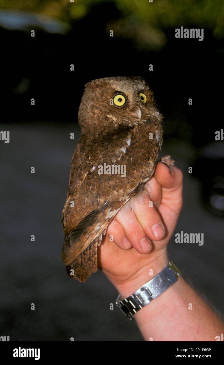 Spilocephalus hi-res stock photography and images - Alamy