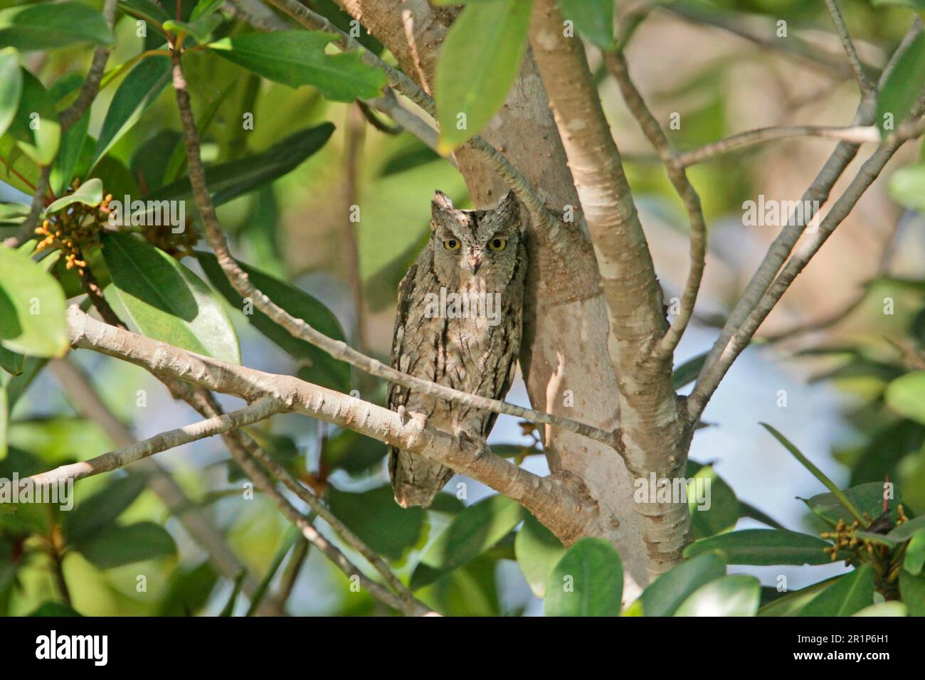 Africa Scops-owl (Otus senegalensis) Owls, Animals, Birds Scops-owl ...