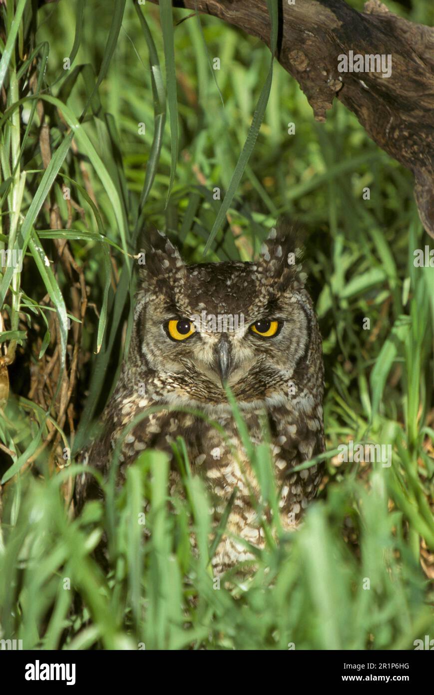 Spotted Eagle Owl, spotted eagle-owls (Bubo africanus), Owls, Animals ...
