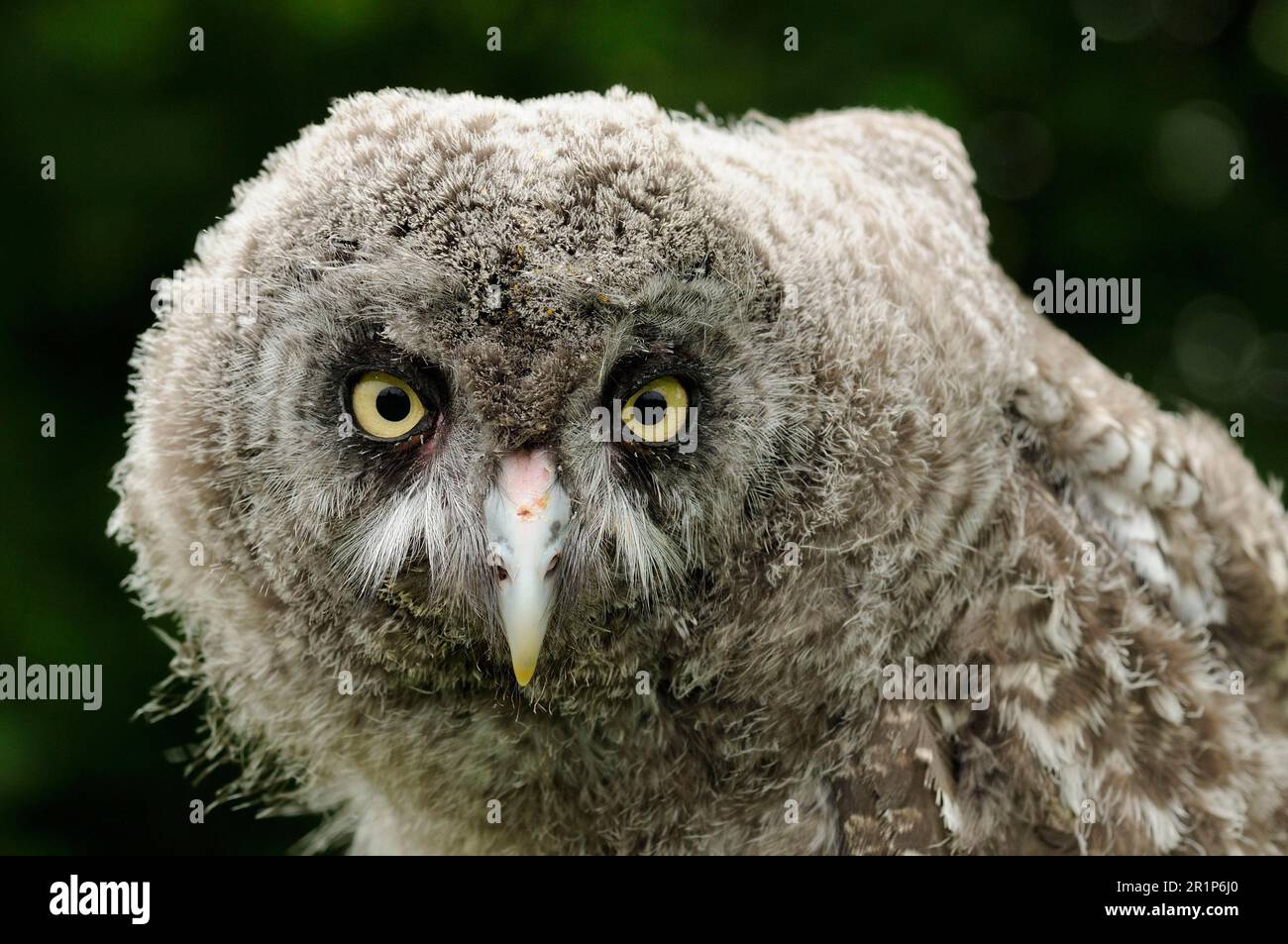 Great grey owls (Strix nebulosa), owls, animals, birds, owls, Great ...