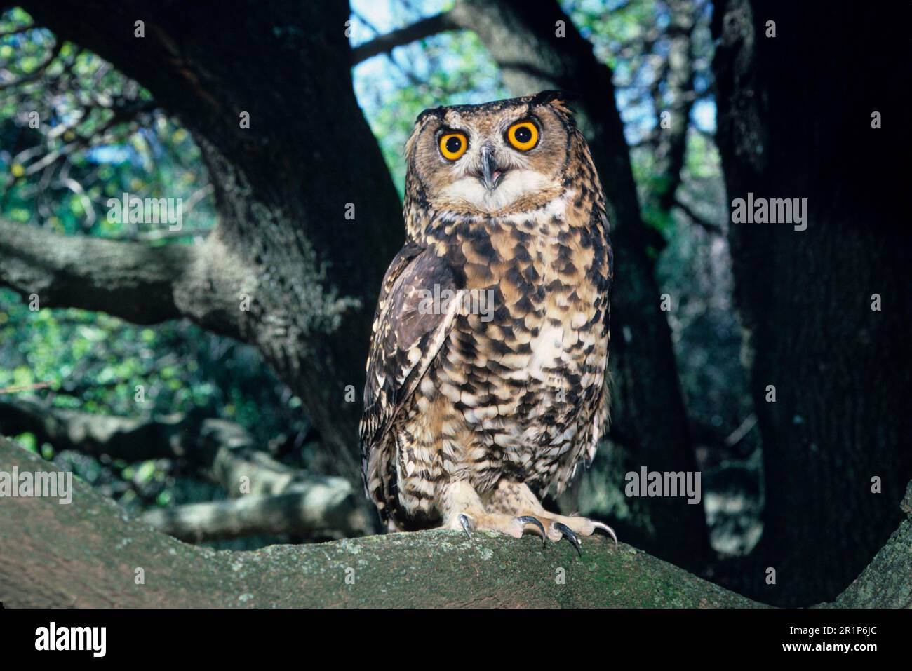 Cape eagle owl bubo capensis hi-res stock photography and images - Alamy