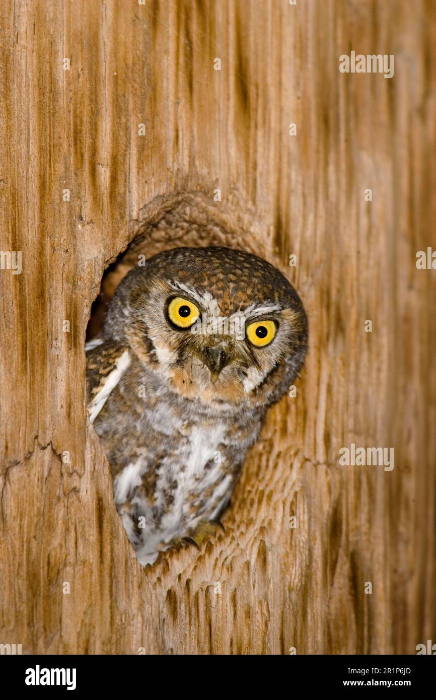 Elf Owl (Micrathene whitneyi) adult, looking out from roost hole (U.) S ...