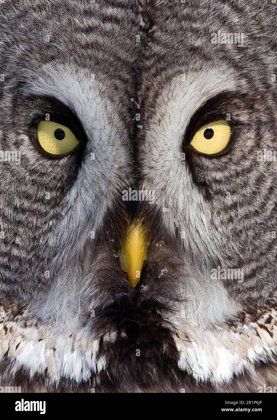 Great grey owl front view hi-res stock photography and images - Alamy
