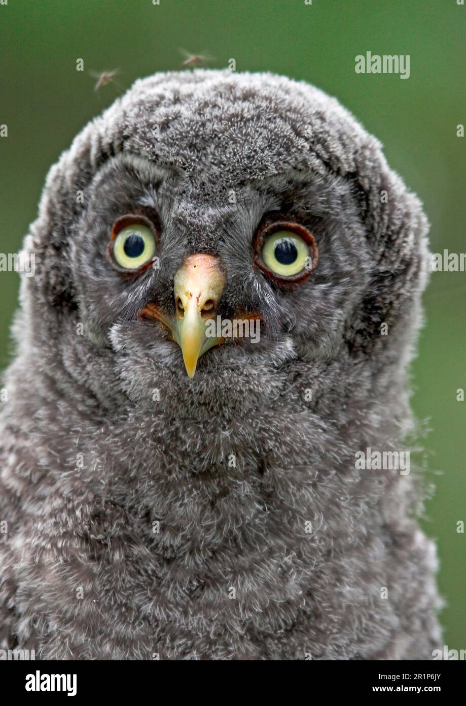 Great grey owls (Strix nebulosa), owls, animals, birds, owls, Great ...