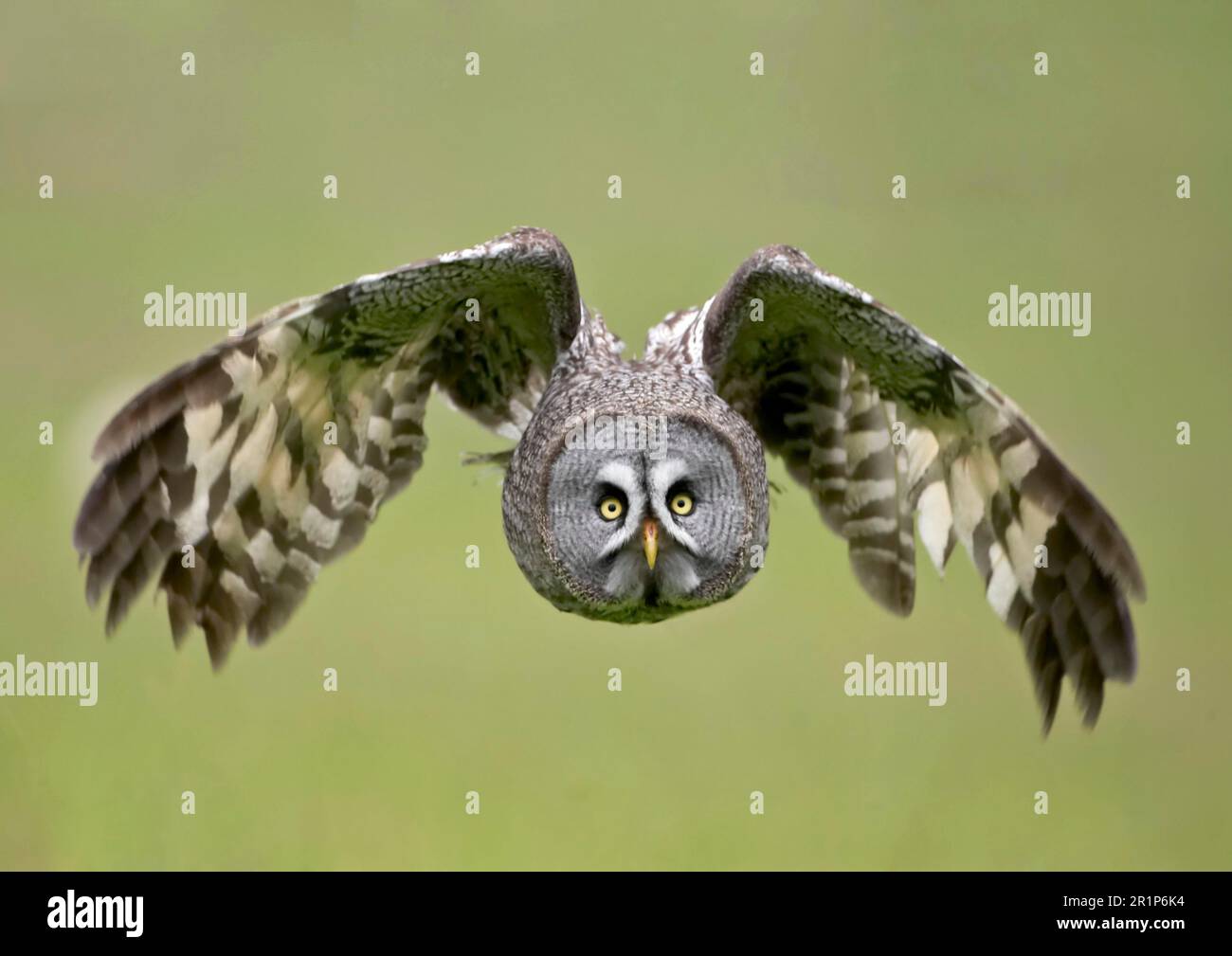 Great grey owls (Strix nebulosa), Owls, Animals, Birds, Owls, Great ...