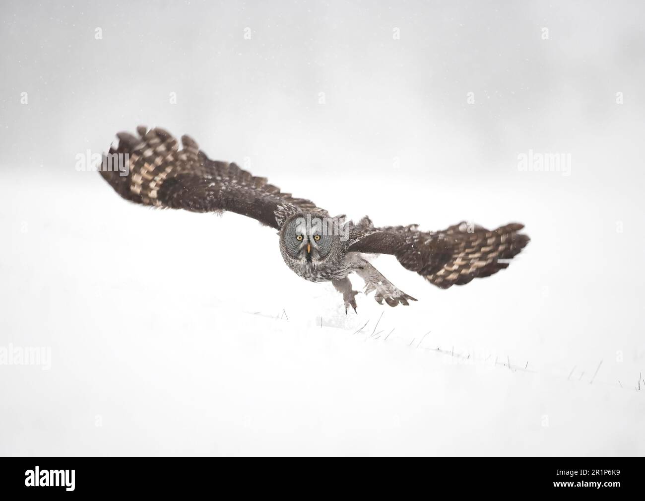 Great grey owls (Strix nebulosa), Owls, Animals, Birds, Owls, Great ...