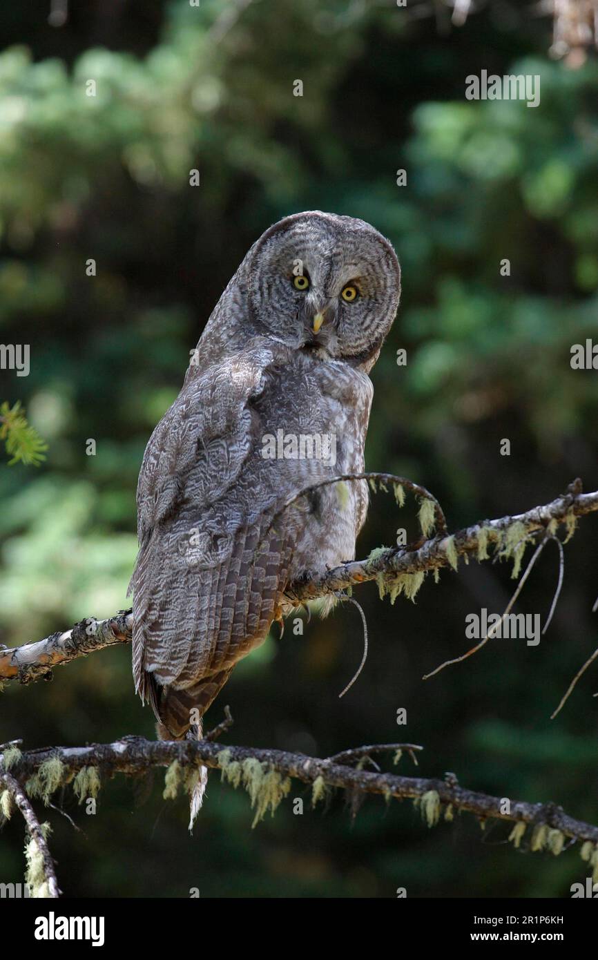Great grey owls (Strix nebulosa), Owls, Animals, Birds, Owls Stock ...