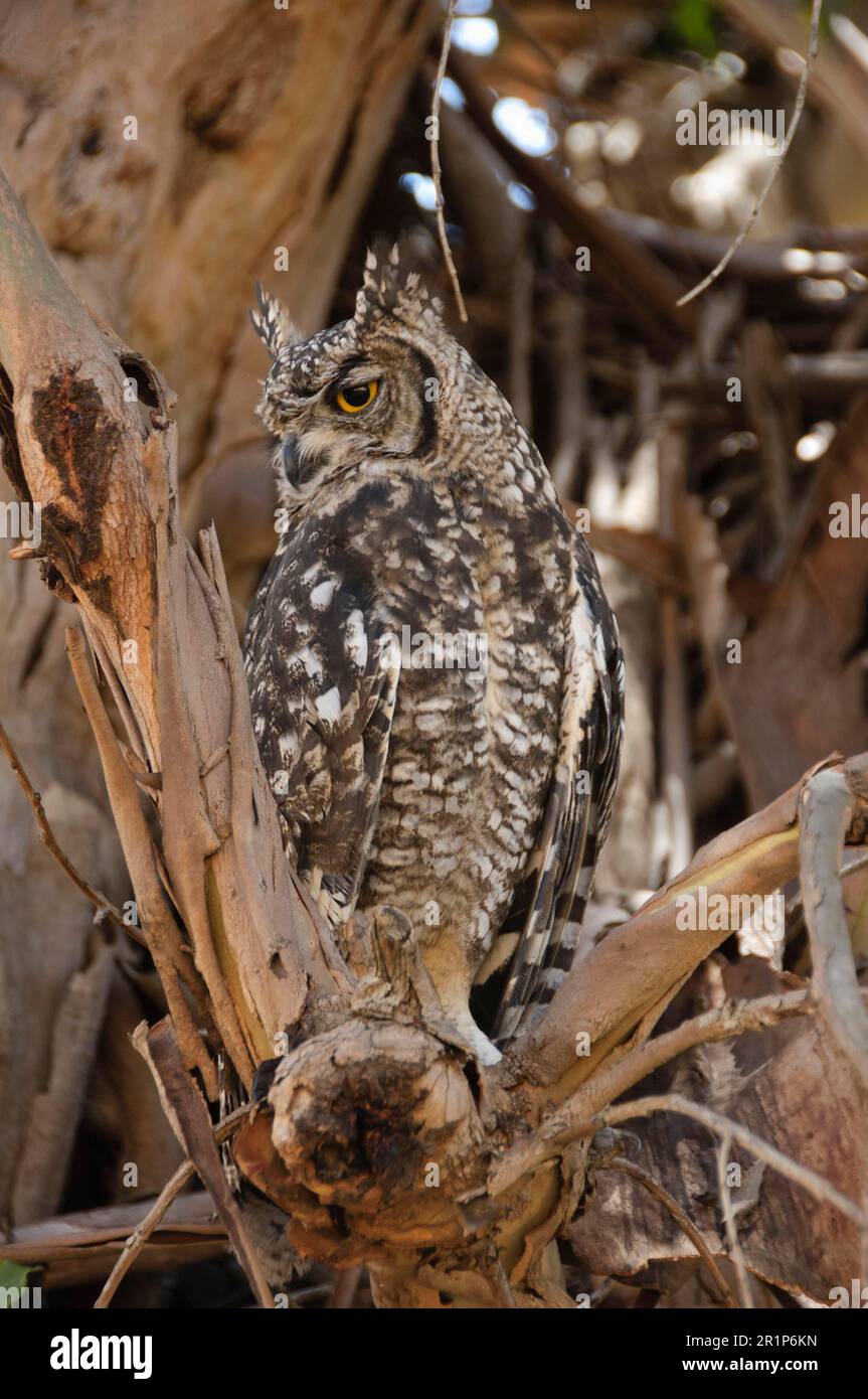 Cape eagle owl bubo capensis hi-res stock photography and images - Alamy