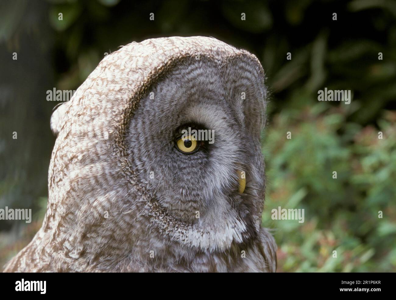 Great grey owls (Strix nebulosa), Owls, Animals, Birds, Owls Stock ...