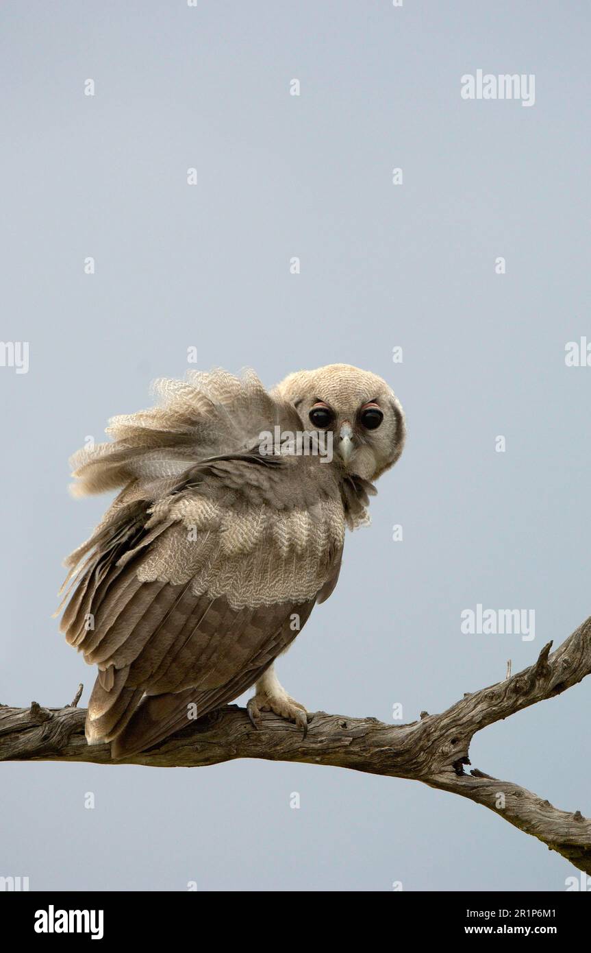 Owl with fluffed up feathers hi-res stock photography and images - Alamy