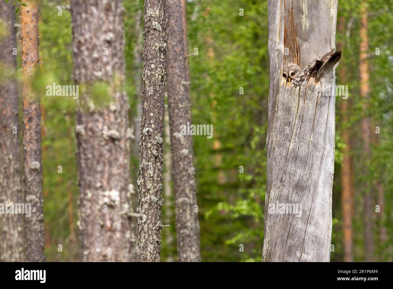 Great great grey owl (Strix nebulosa) adult, sitting at nest in hollow ...