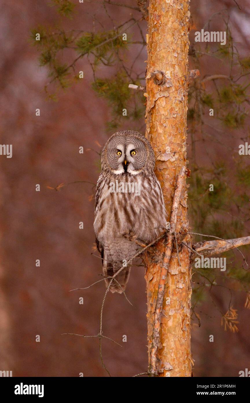 Great grey owls (Strix nebulosa), Owls, Animals, Birds, Owls, Great ...