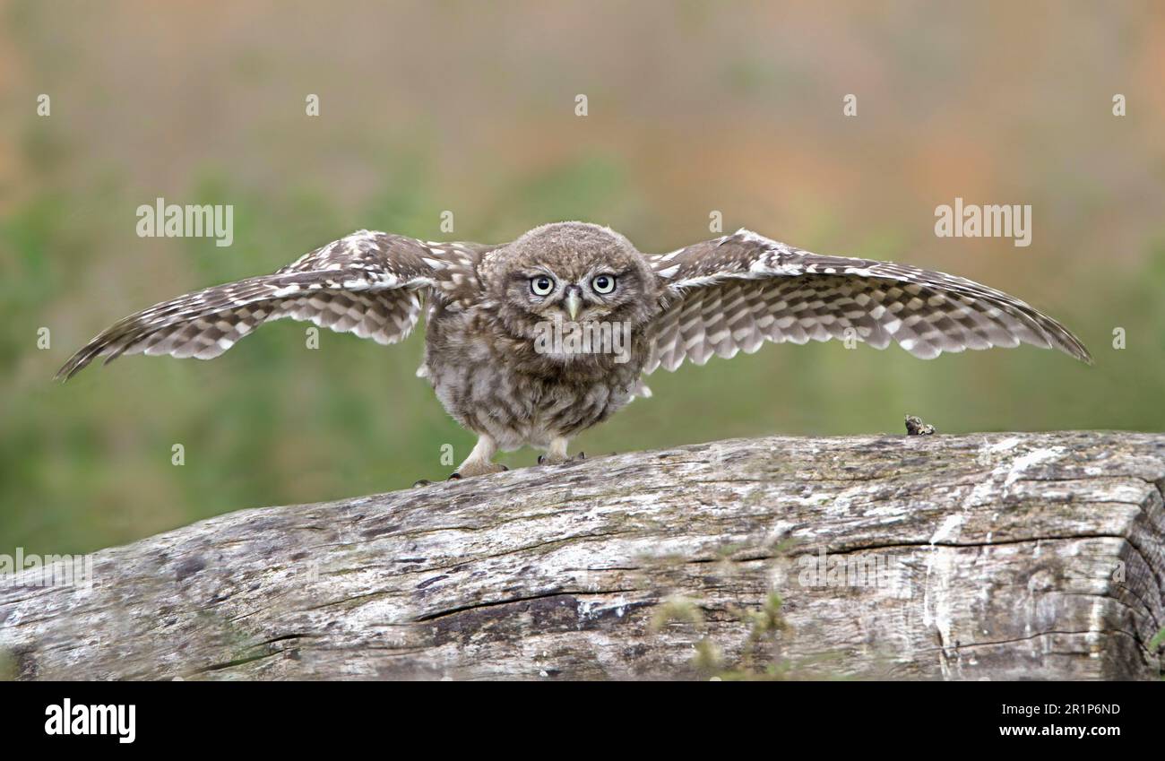 Little owl spread out wing hi-res stock photography and images - Alamy