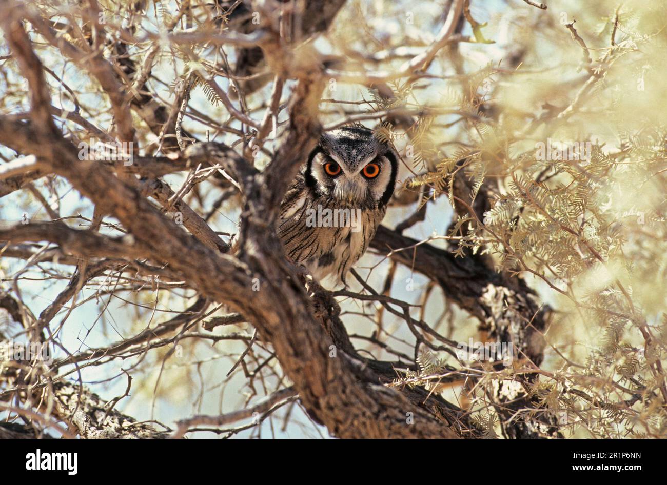 Bush Owl, White-faced Scops Owl, Bush Owls (Ptilopsis leucotis), White ...
