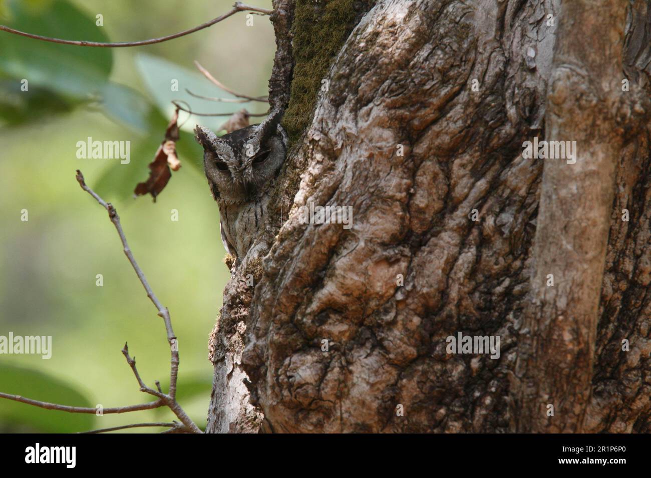 Indian scops-owl (Otus bakkamoena), Hindu Collared Owl, Collared Scops ...