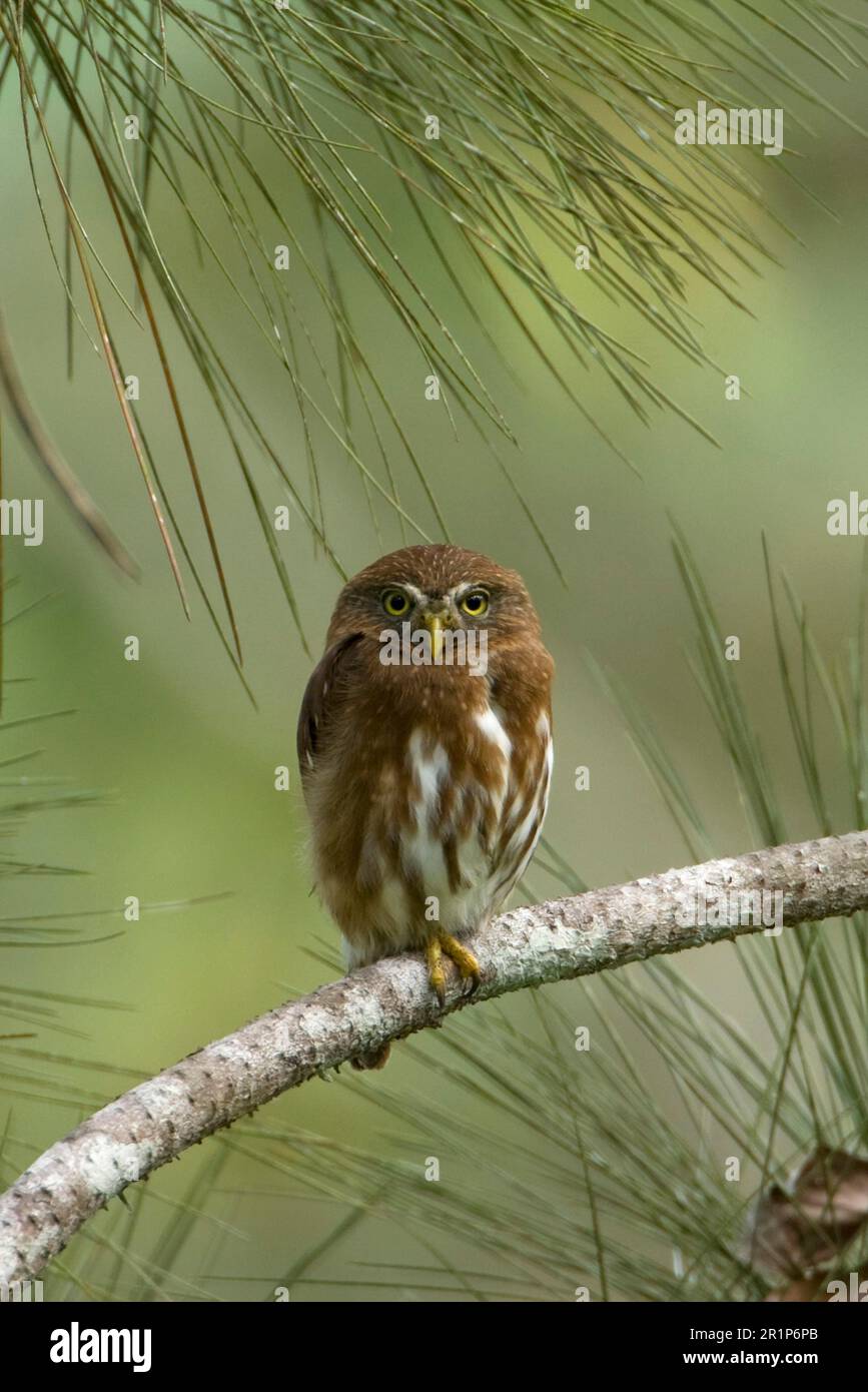 Brazilian Pygmy Owl, Brazilian Pygmy Owls, ferruginous pygmy owl ... Brazilian Pygmy Owl, Brazilian Pygmy Owls, ferruginous pygmy owl ...